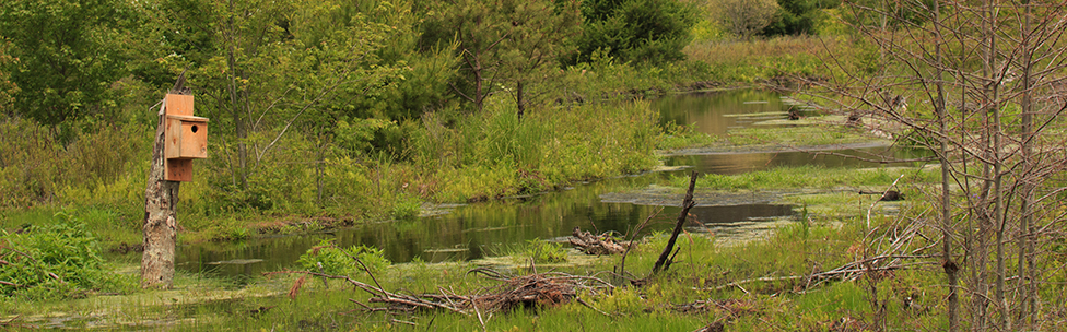 The Campaign for Tidmarsh Wildlife Sanctuary—News & Events