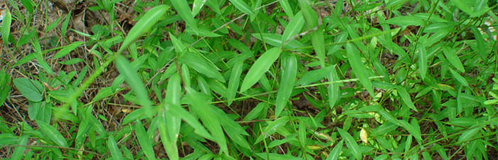 Japanese Stilt Grass