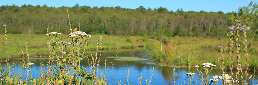 Sanctuary Guidelines for Tidmarsh