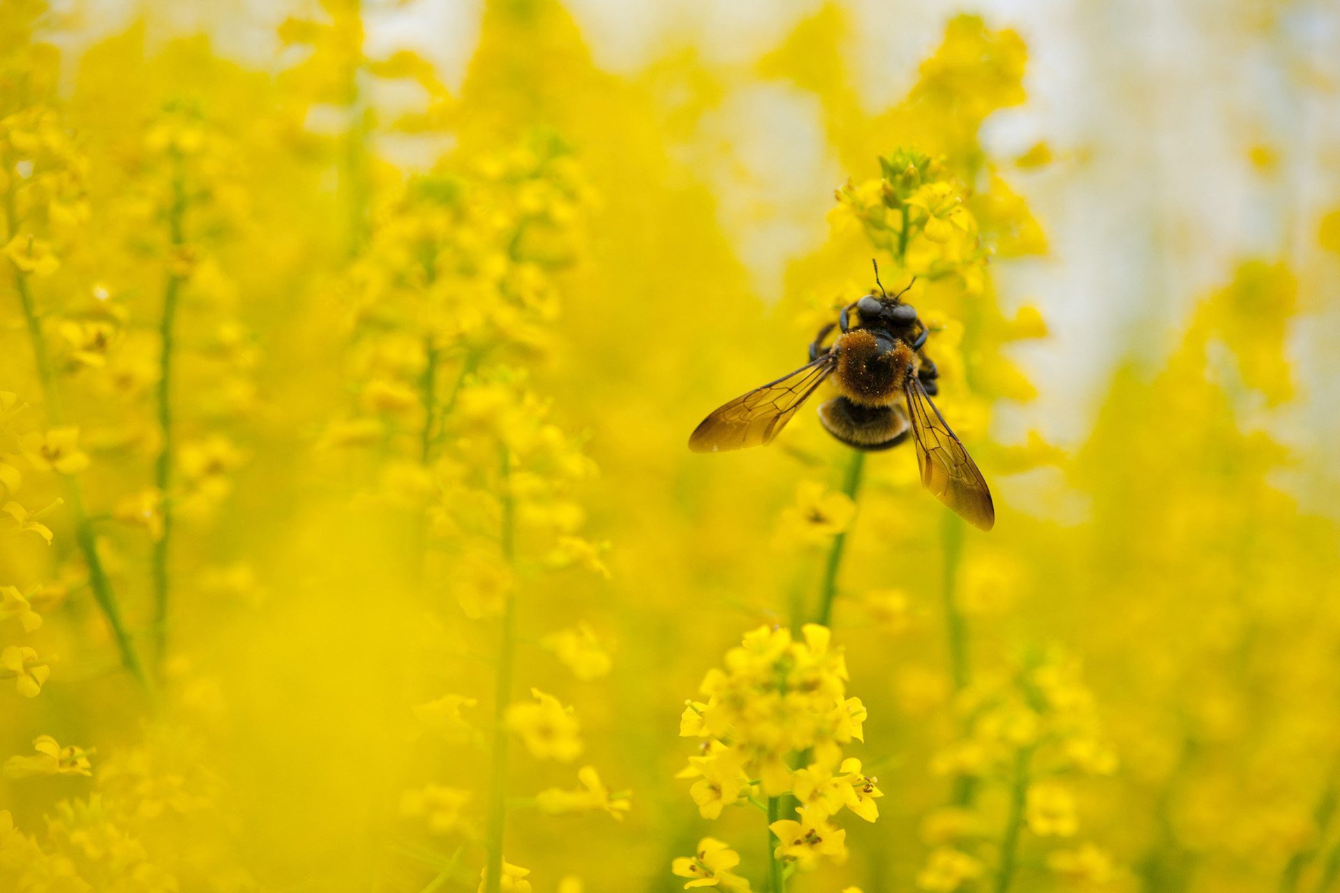 Sweat Bee Spray Edu svet gob gt