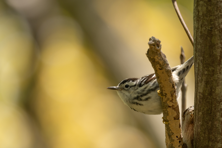 Trails at Marblehead Neck
