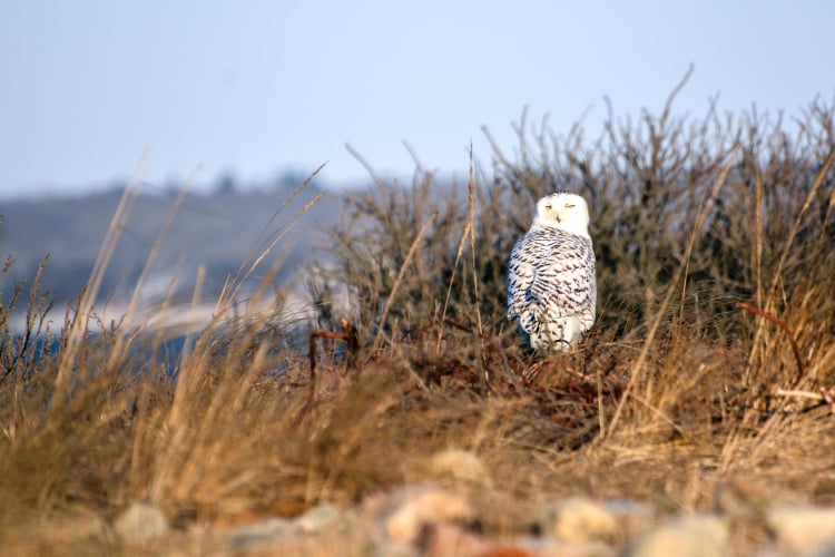 5 Fast Facts About Snowy Owls