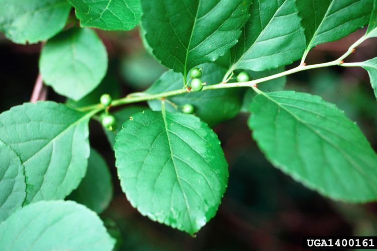 Oriental Bittersweet