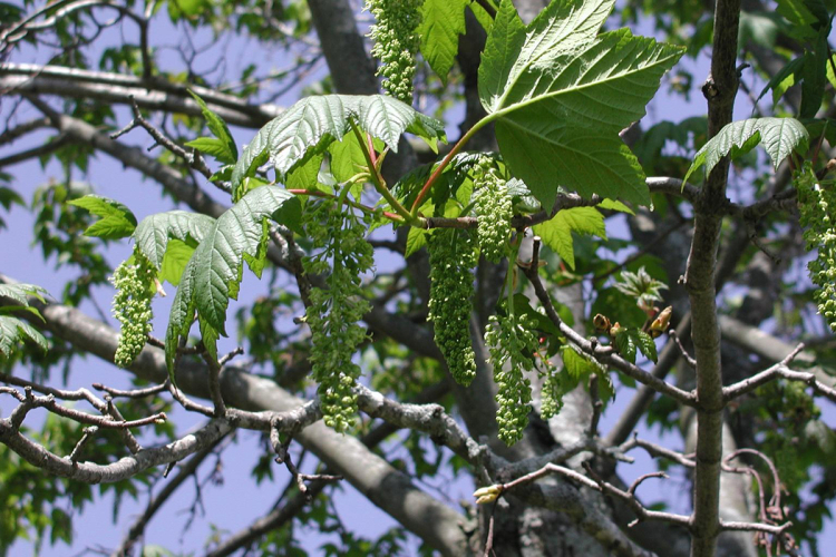 Sycamore Maple