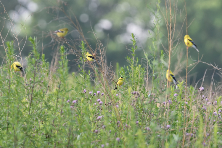 Yellow Finches American Goldfinch American Goldfinch And Lesser