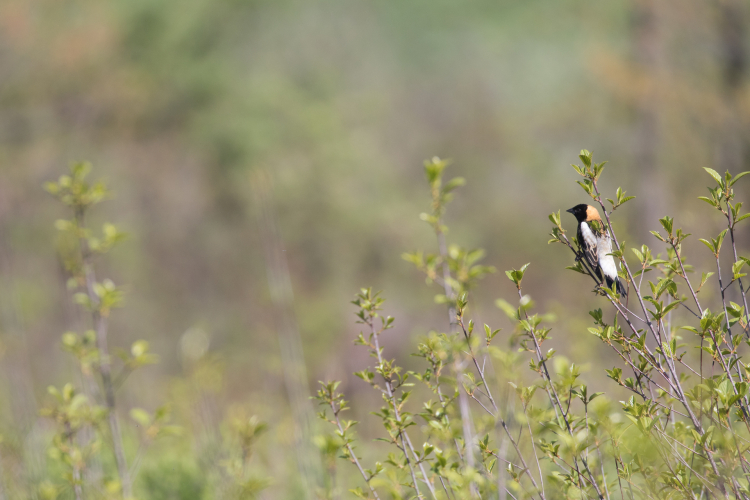 The Bobolink Project Takes Flight: Applications Now Open