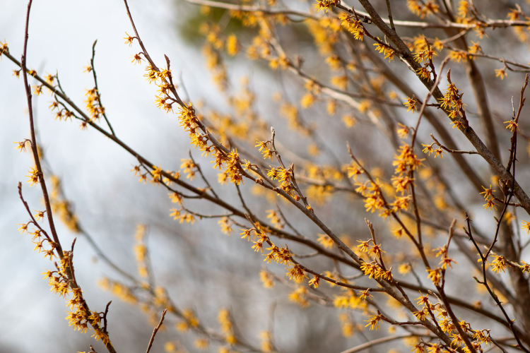 The Secret to Spring Blooms at Drumlin Farm