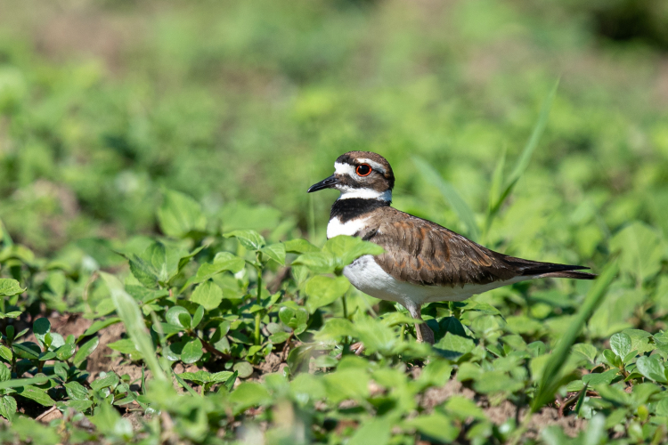 Killdeer