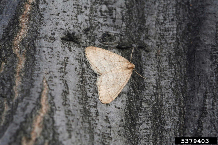 Winter Moths