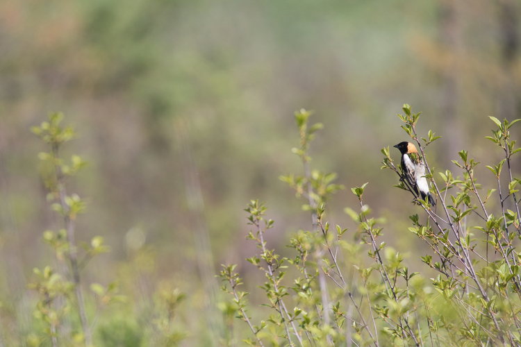 Grassland Bird Program