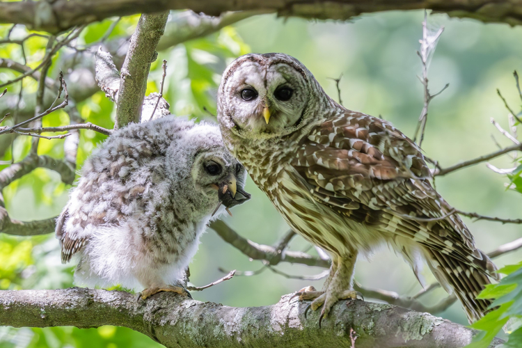 Protect Animals from Rodenticide Lobby Day