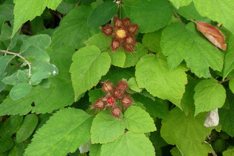 Wineberry