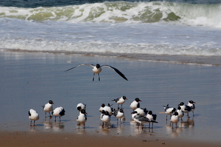 Flock Party at Wellfleet Bay