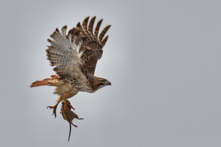 Momentum Builds to Rescue Raptors