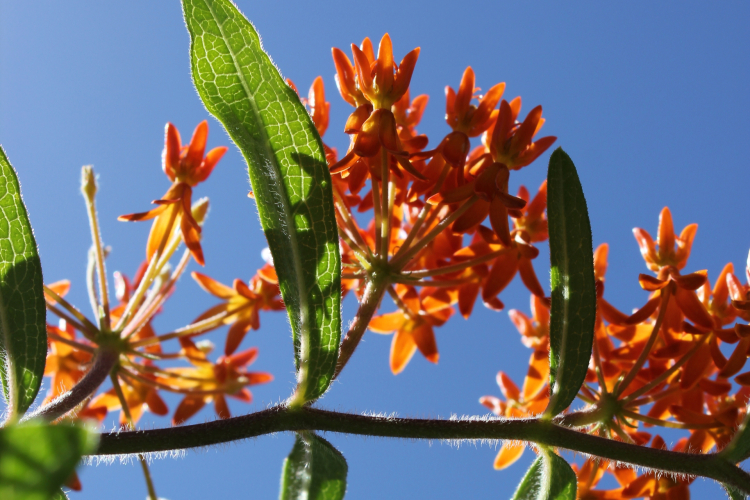 5 Native Plants We Love