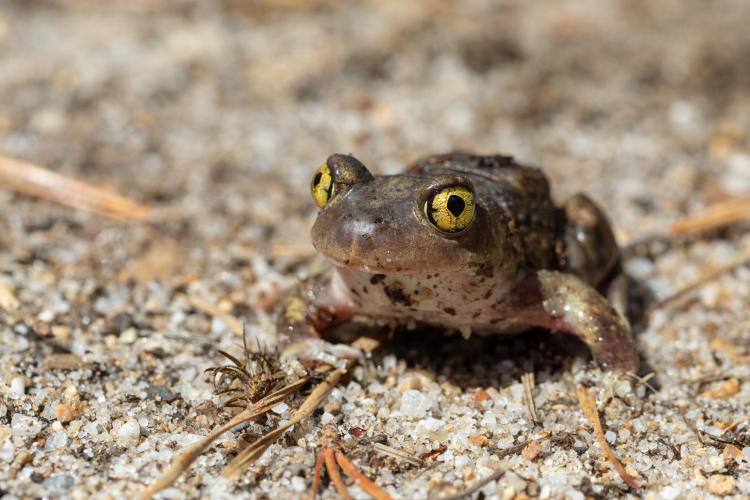 For a Third Year, Spadefoot Toads are Breeding at Ashumet Holly