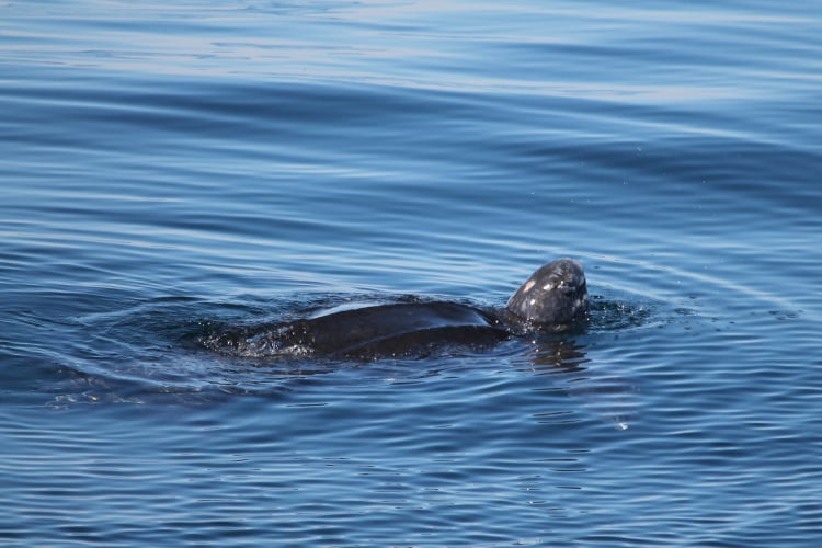 New Study Finds Cape Cod & Islands are a Hotbed for Leatherback Sea ...