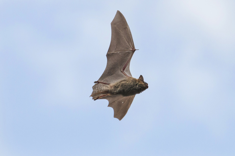 Answer the Bat Signal: Why Bats Deserve Your Appreciation