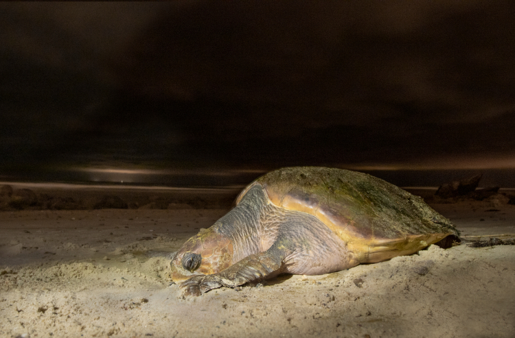 Protecting Sea Turtles on Cape Cod