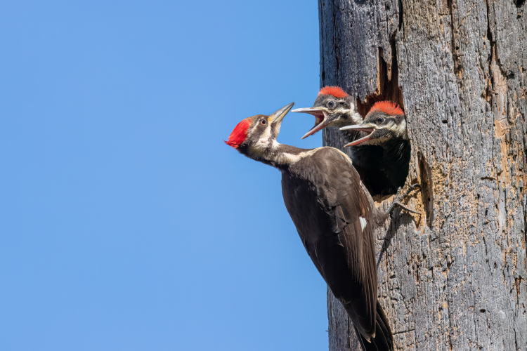 Get Mass Audubon's Free Bird Checklist
