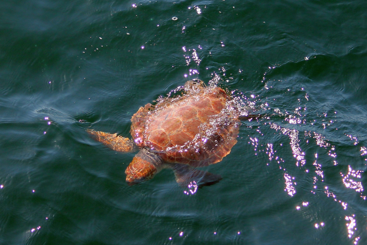 Help Protect Sea Turtles: Boaters Encouraged to Stay Alert