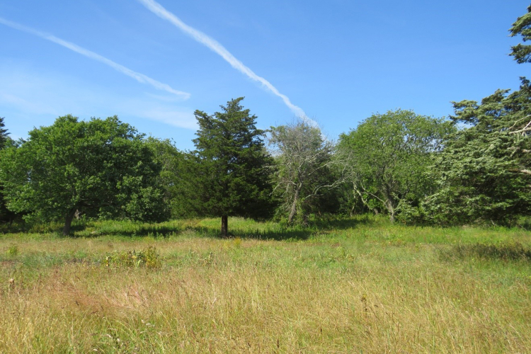 Restoring Coastal Shrubland at Allens Pond