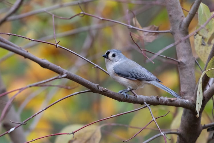 Tufted Titmice