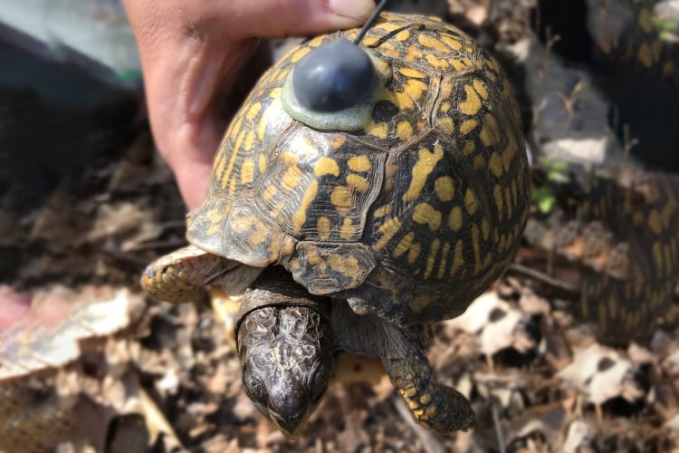 Routine Eastern Box Turtle Monitoring Saves an Old Friend