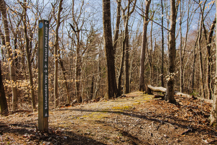 Stony Brook Wildlife Sanctuary's Newest Trail