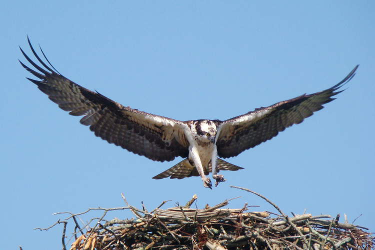 Osprey Cam, Coming Soon to a Screen Near You from Felix Neck