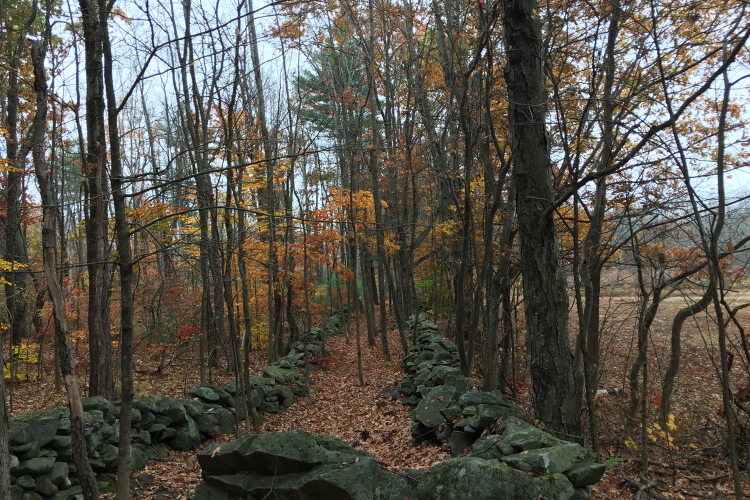 Mass Audubon Protects 16 Acres of Undeveloped Forest in Princeton, MA
