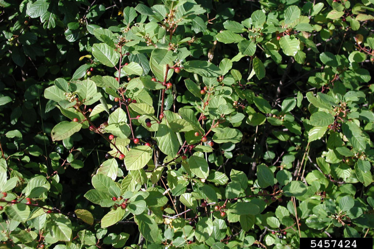Glossy Buckthorn