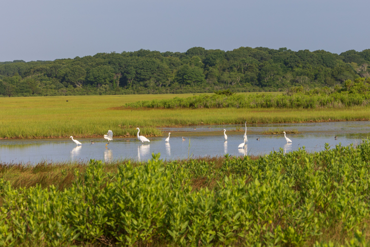 A Biologically Diverse Massachusetts