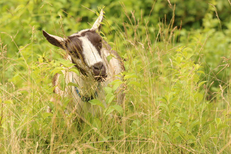 It Takes a Herd: How Habitat’s Goats Manage Invasive Plants
