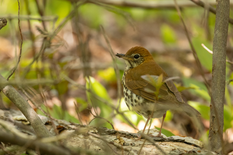 thrush migratory bird