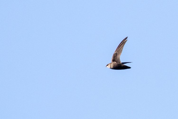 Chimney Swifts