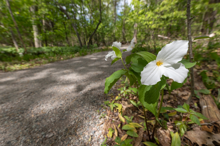 Trails at Mass Audubon