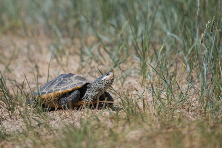 Gearing Up for Terrapin Nesting Season
