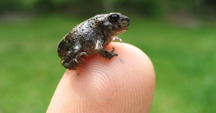 Long Pasture's Spadefoot Toad Conservation Project