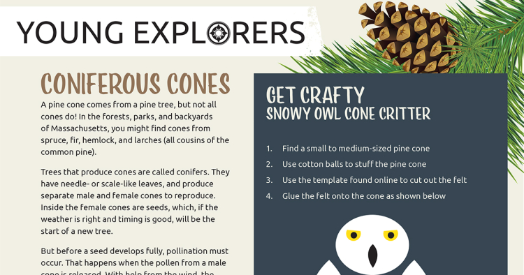 Coniferous Cones Activity Page