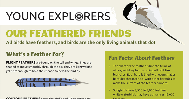 Our Feathered Friends Activity Page