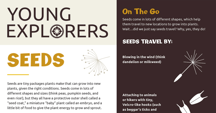Seeds Activity Page