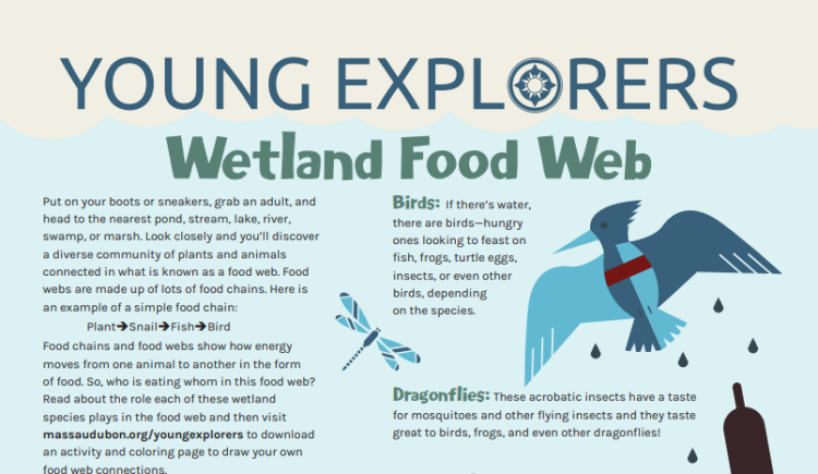 Wetland Food Web