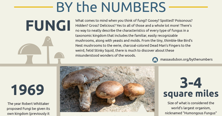 Fungi