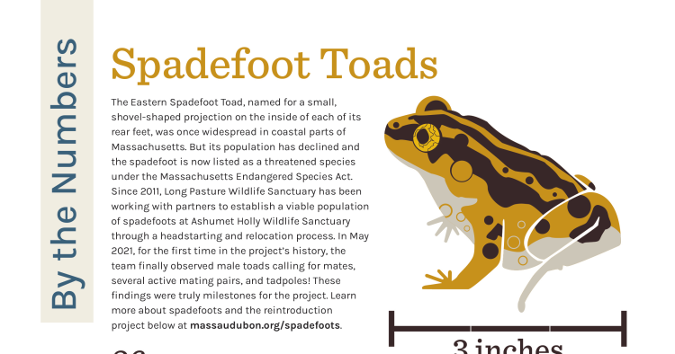 Spadefoot Toads