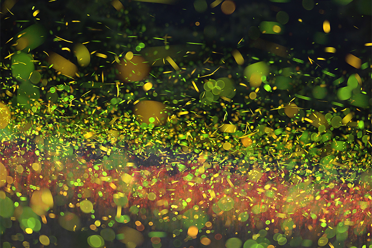 Fireflies