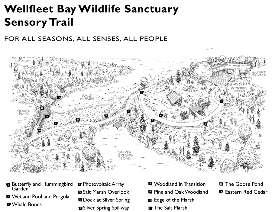 Trails in Wellfleet, Massachusetts